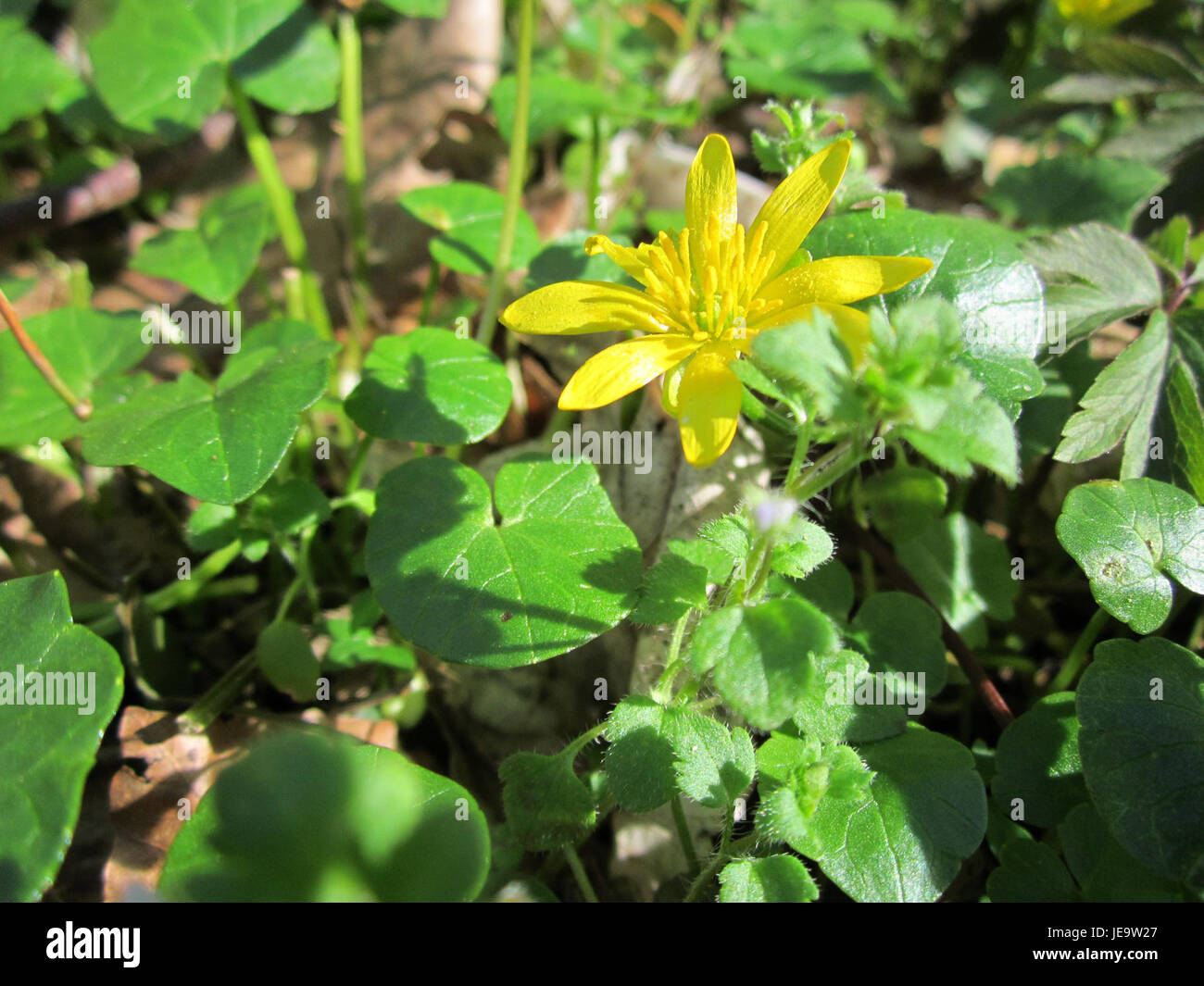 Scharbockskraut, known as lesser celandine, is a perennial plant native ...