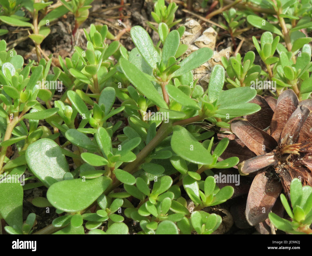 A close-up photograph of *Portulaca oleracea*, commonly known as ...