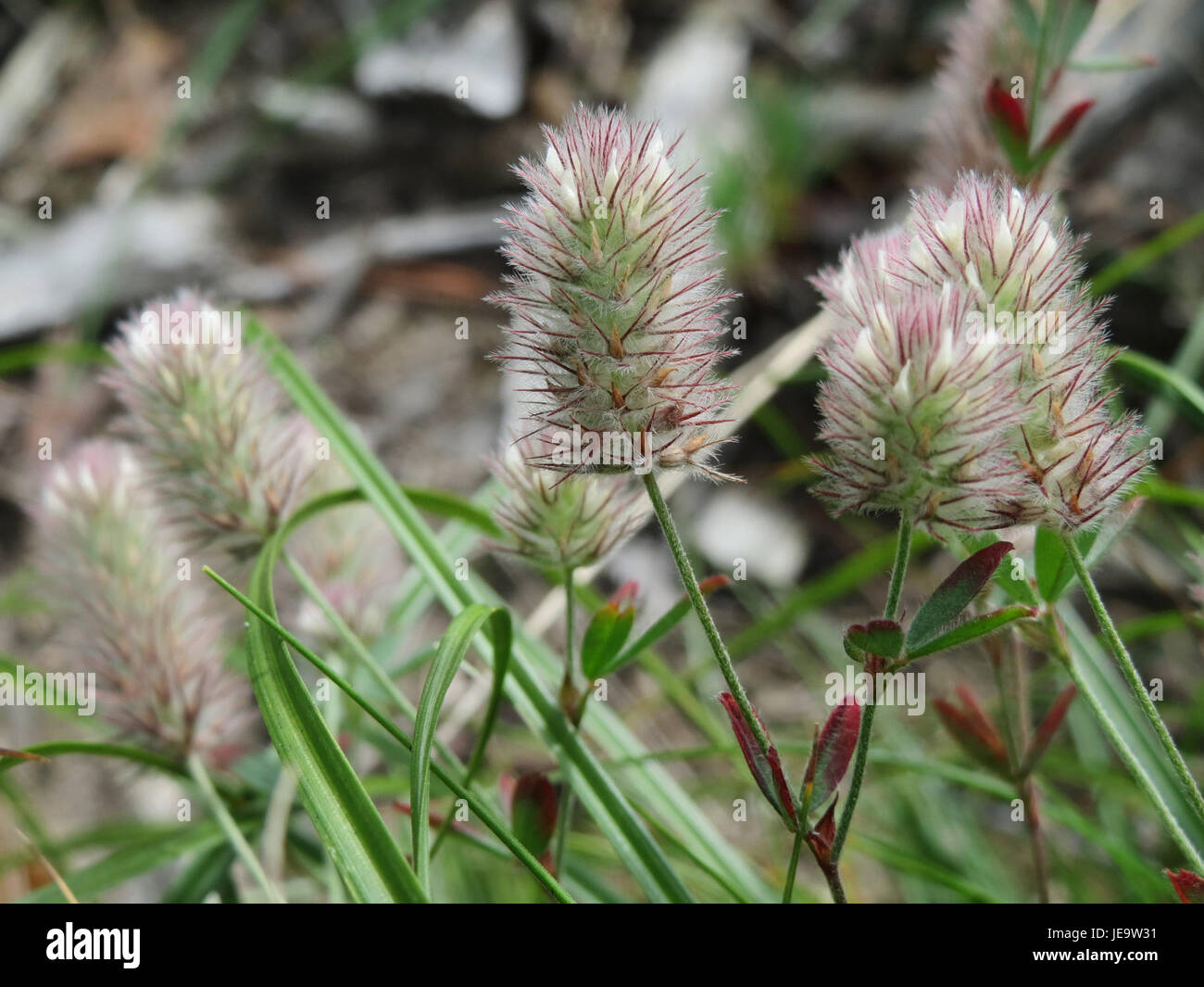 Trifolium arvense commonly known hi-res stock photography and images ...