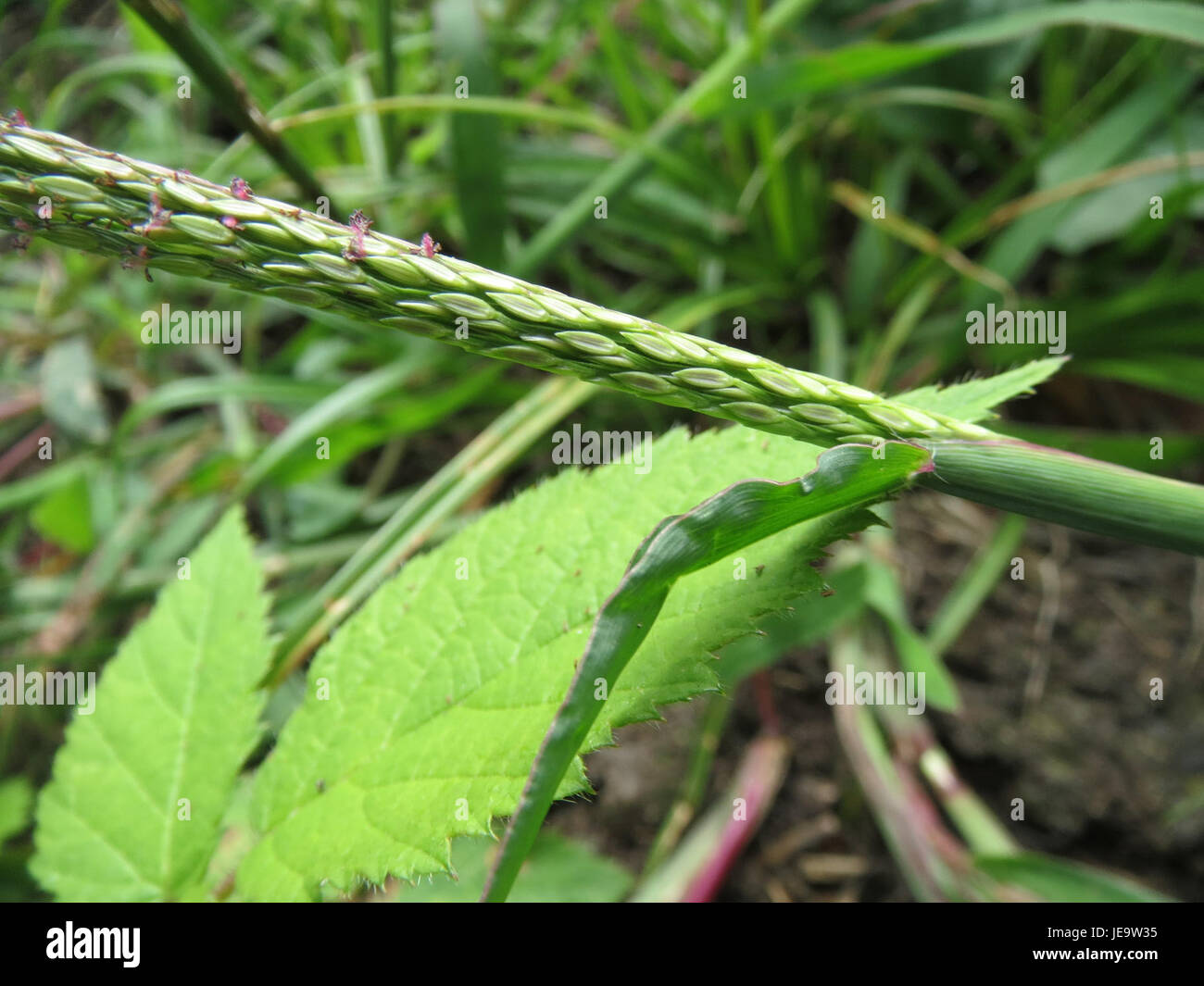 The image shows Digitaria sanguinalis, commonly known as crabgrass ...