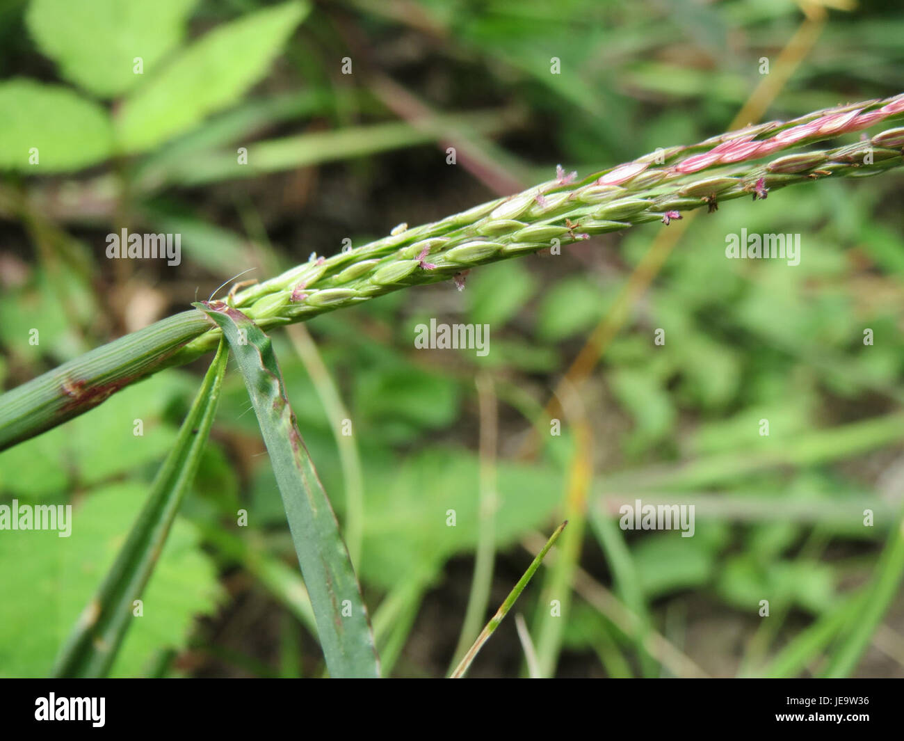 The photograph from August 20, 2014, showcases Digitaria sanguinalis ...