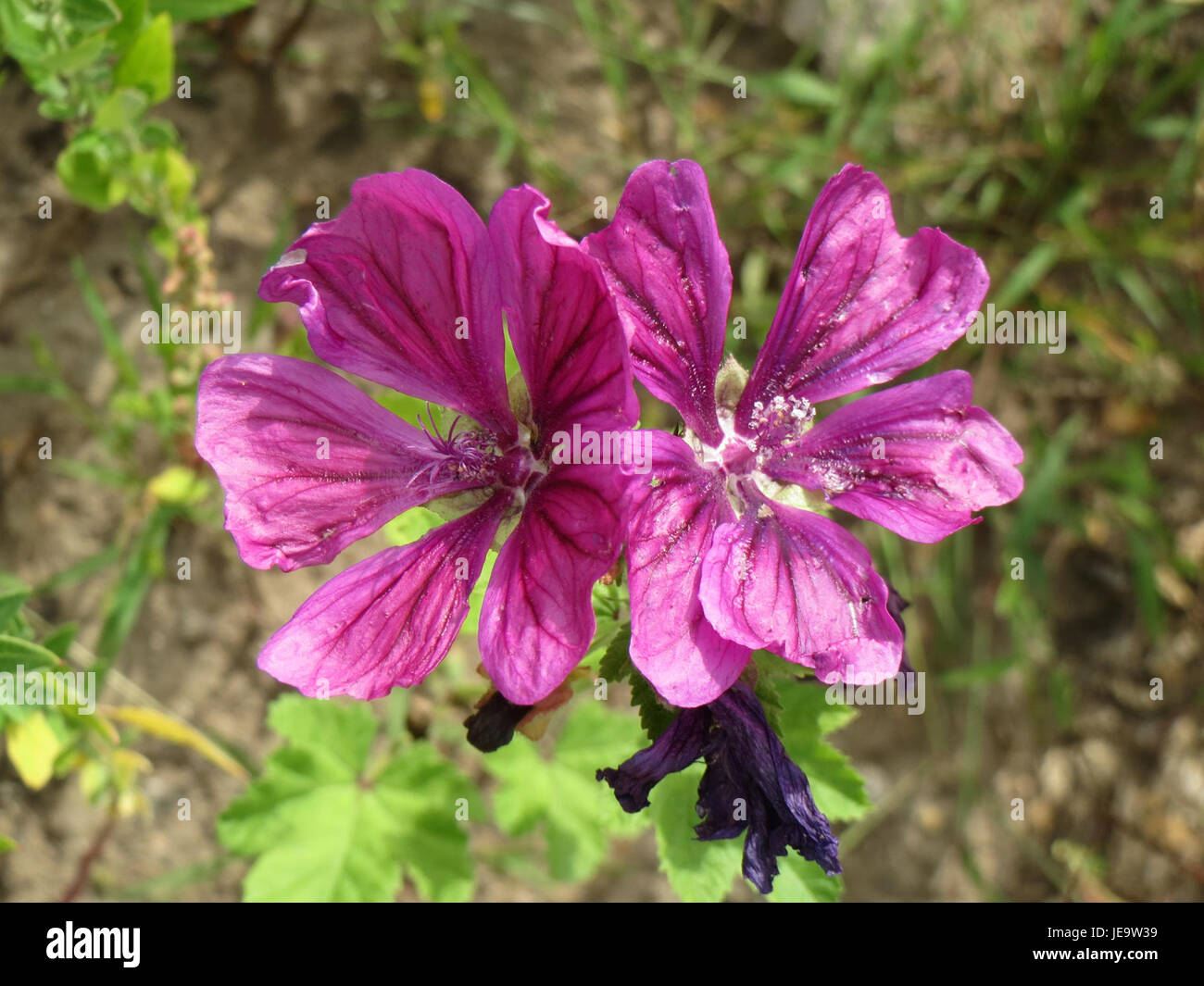 Family sylvestris hi-res stock photography and images - Alamy