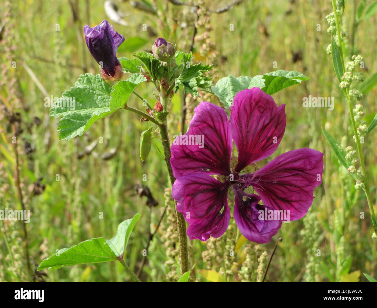Malva sylvestris species mallow genus hi-res stock photography and ...