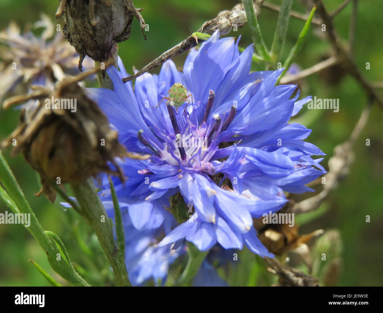 Centaurea cyanus, also known as cornflower, is a flowering plant native ...