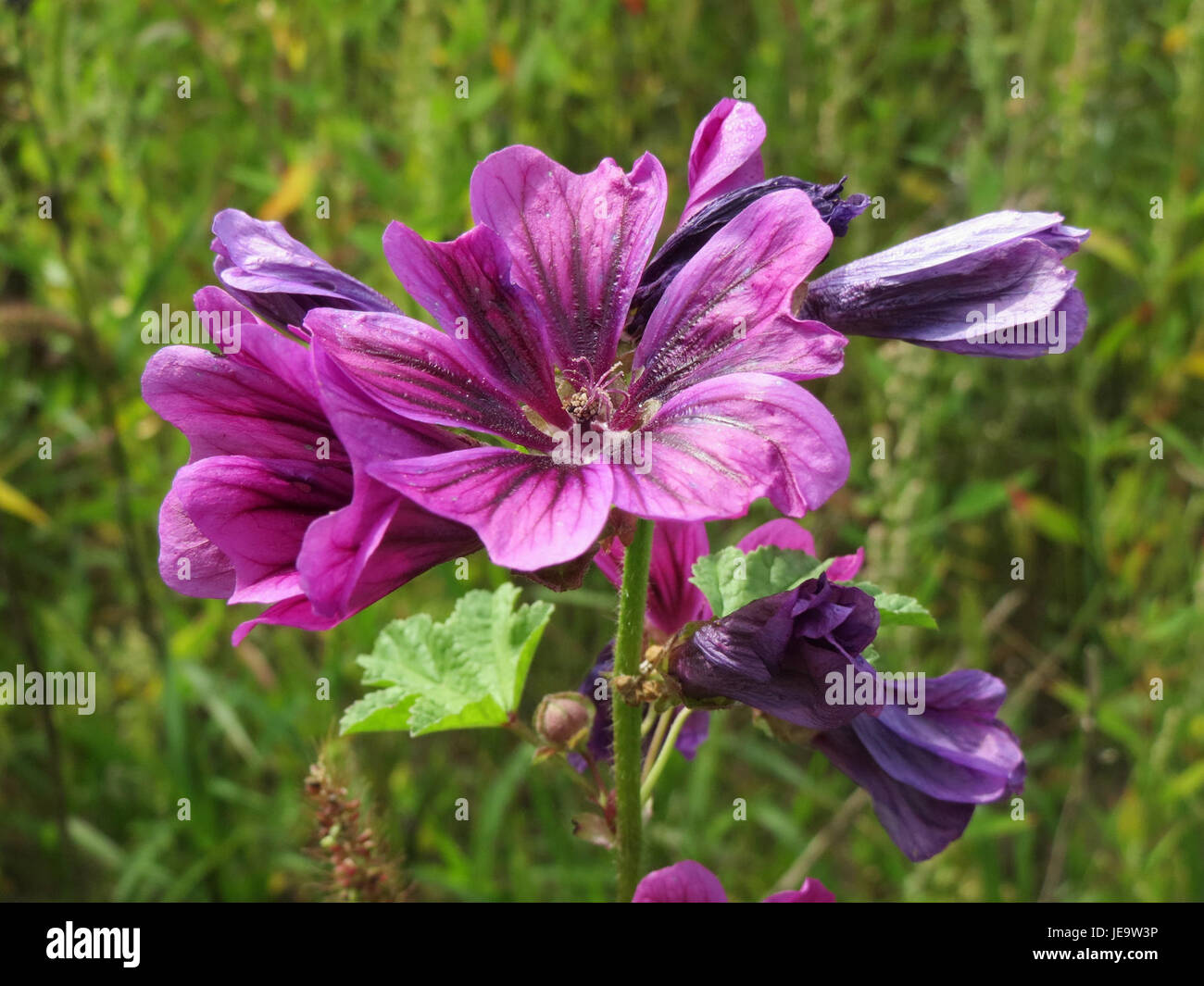 A photograph of Malva sylvestris, commonly known as common mallow ...