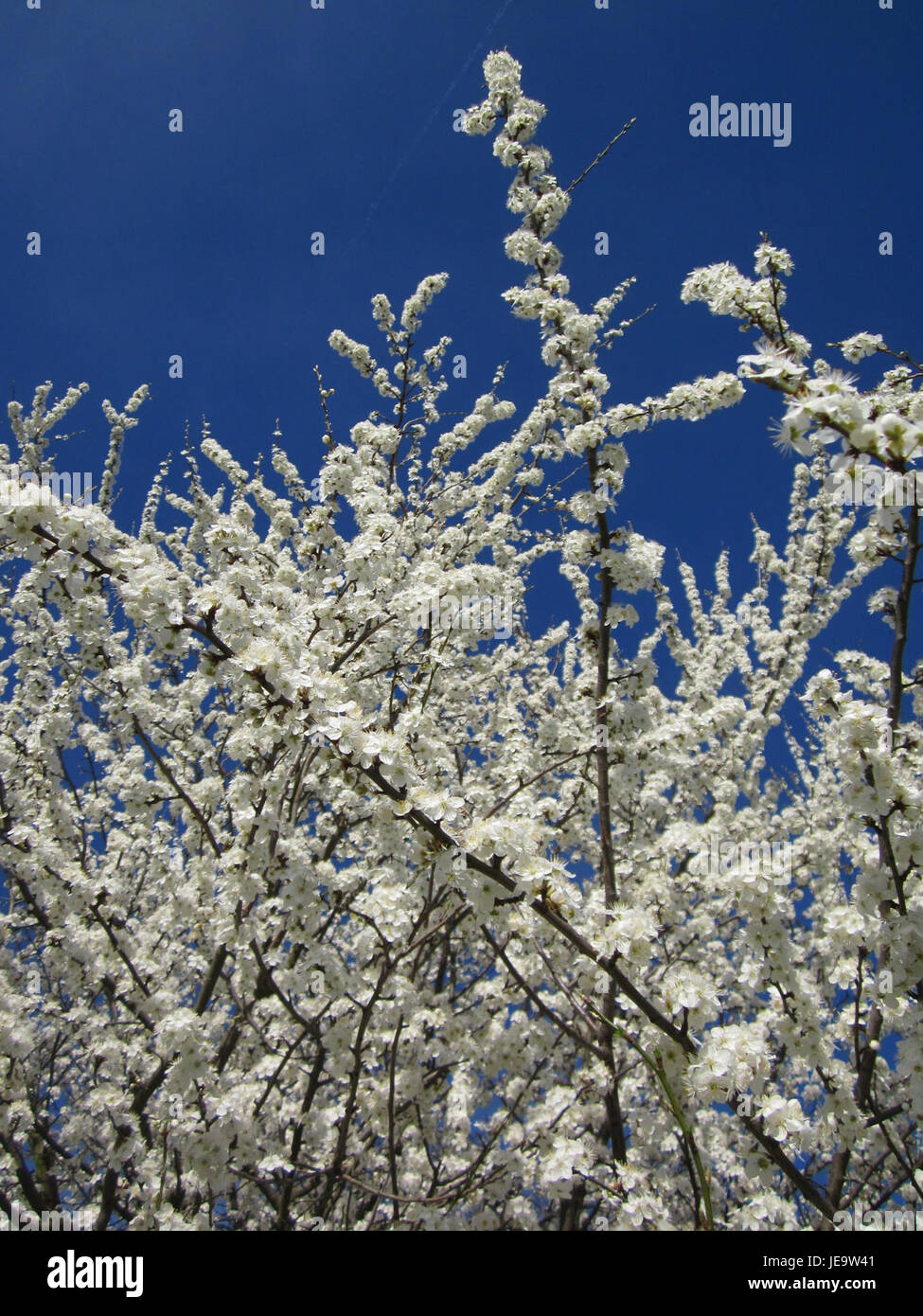 Prunus cerasifera, also known as cherry plum, is a deciduous tree ...