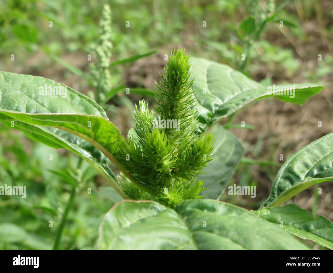 Pigweed Edible