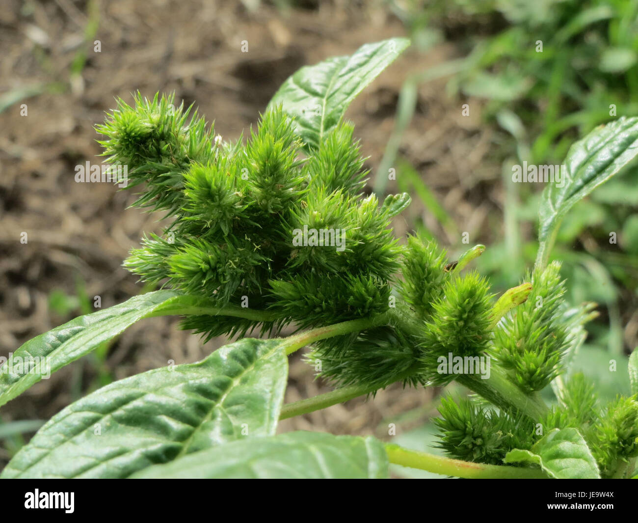 This image depicts Amaranthus retroflexus, commonly known as redroot ...