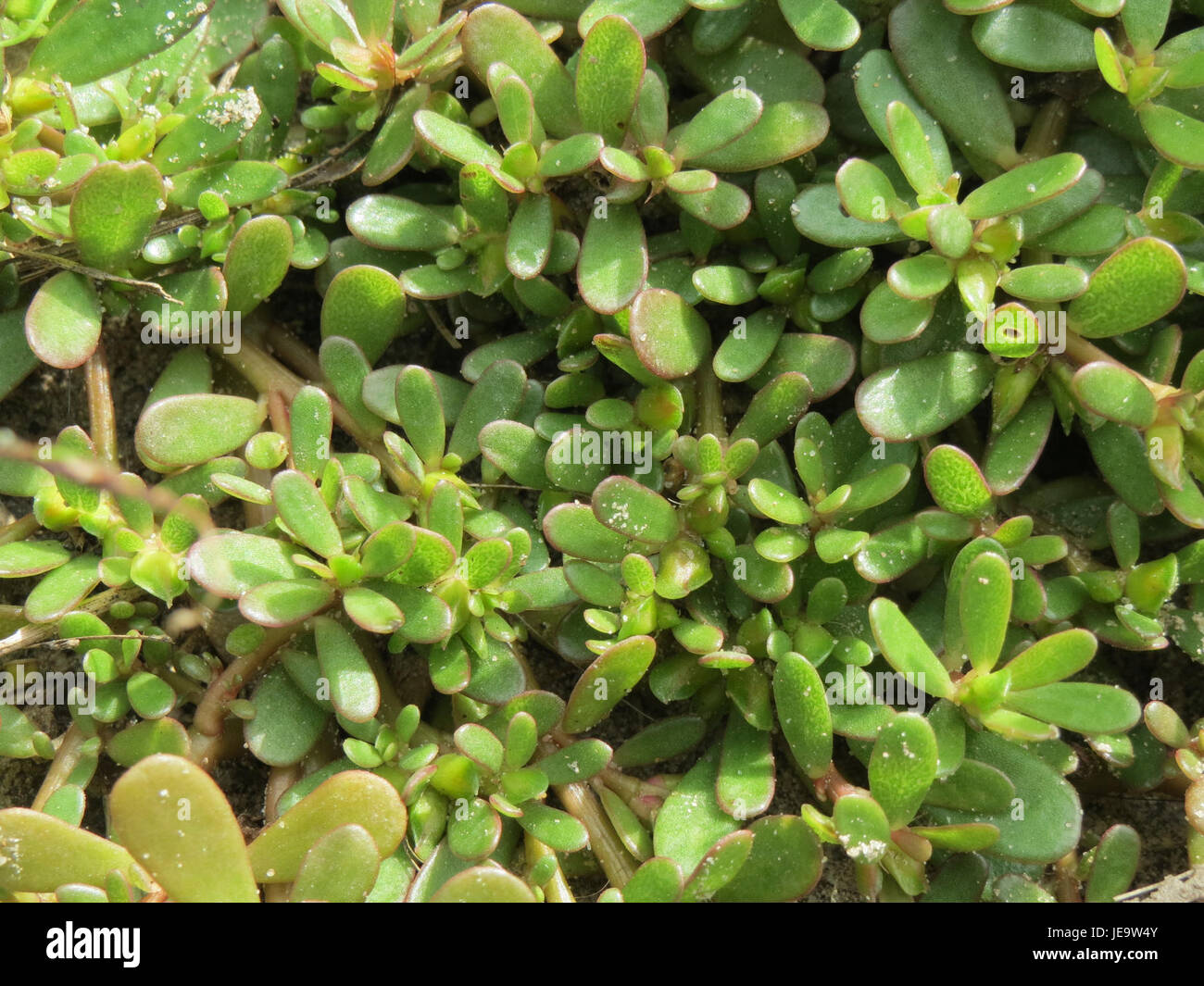 A photograph of Portulaca oleracea, commonly known as purslane ...