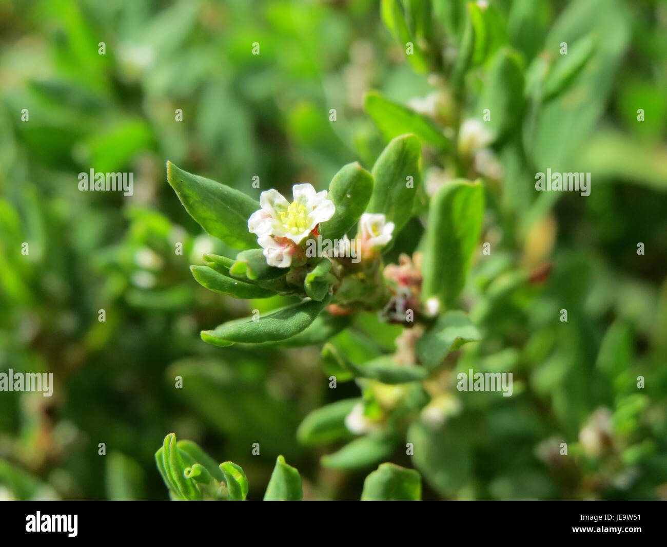 A botanical reference to Polygonum aviculare, commonly known as common ...