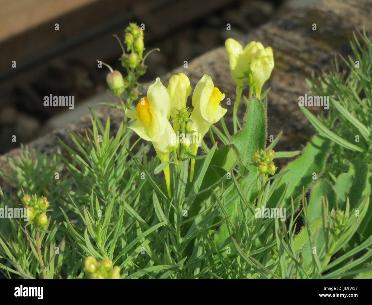 This photograph from August 20, 2014, shows Linaria vulgaris, commonly ...