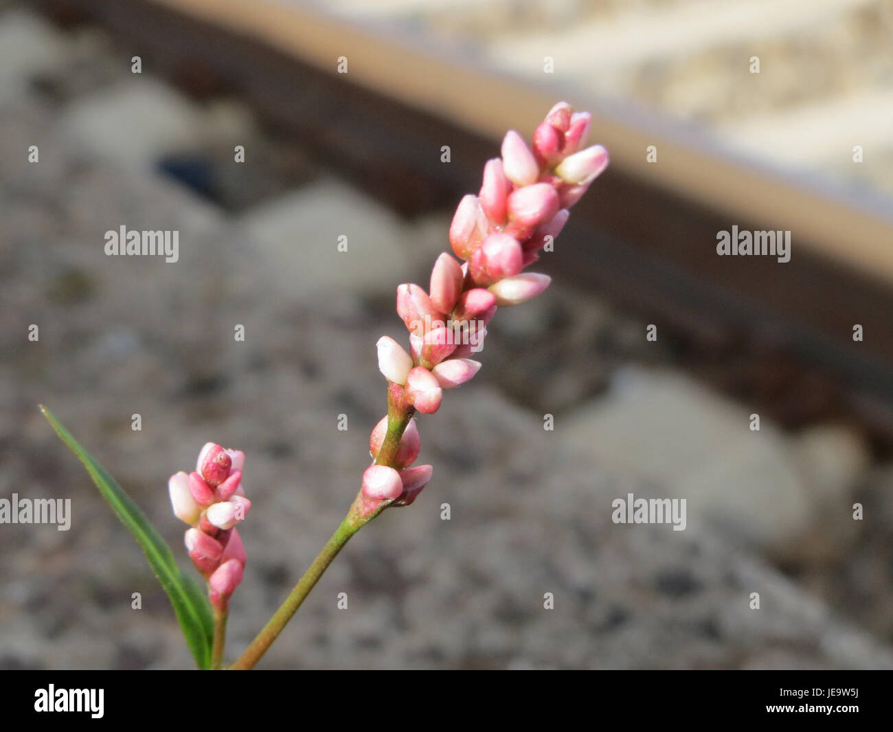 Persicaria lapathifolia, also known as pale persicaria, is a perennial ...