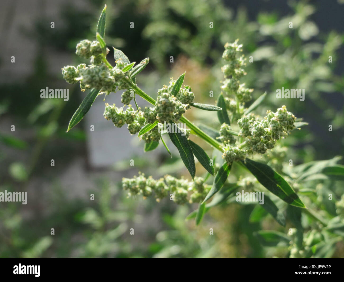 A photo of *Chenopodium album*, commonly known as lamb’s quarters or ...