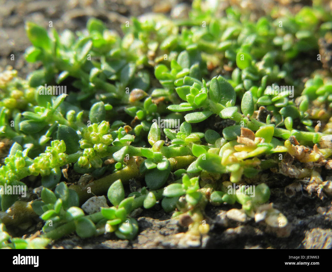 Herniaria glabra, commonly known as smooth rupturewort, is a low ...