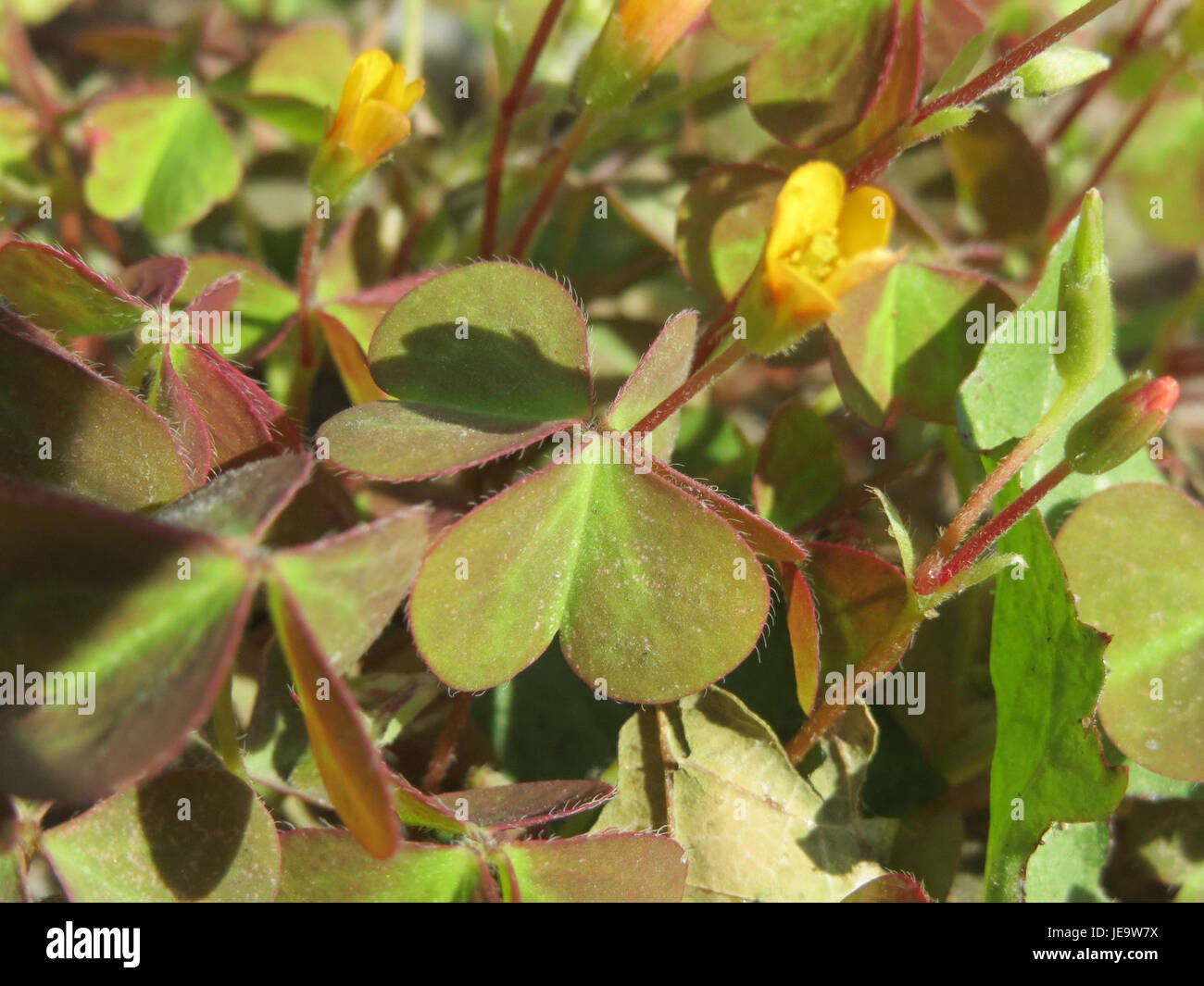 Creeping woodsorrel oxalis corniculata hi-res stock photography and ...