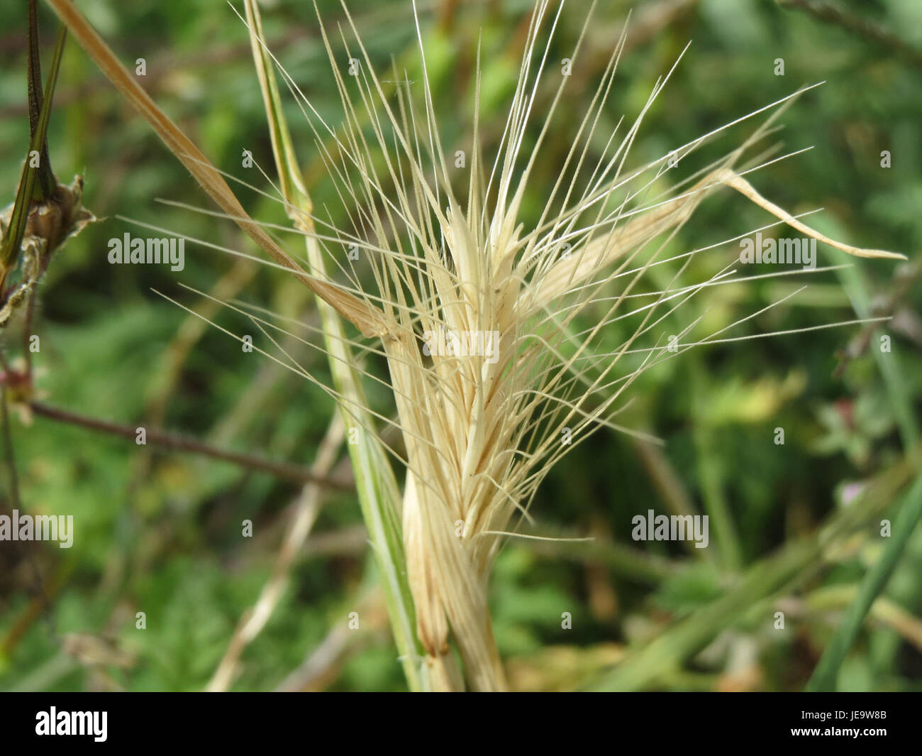 Various grass species belonging hi-res stock photography and images - Alamy