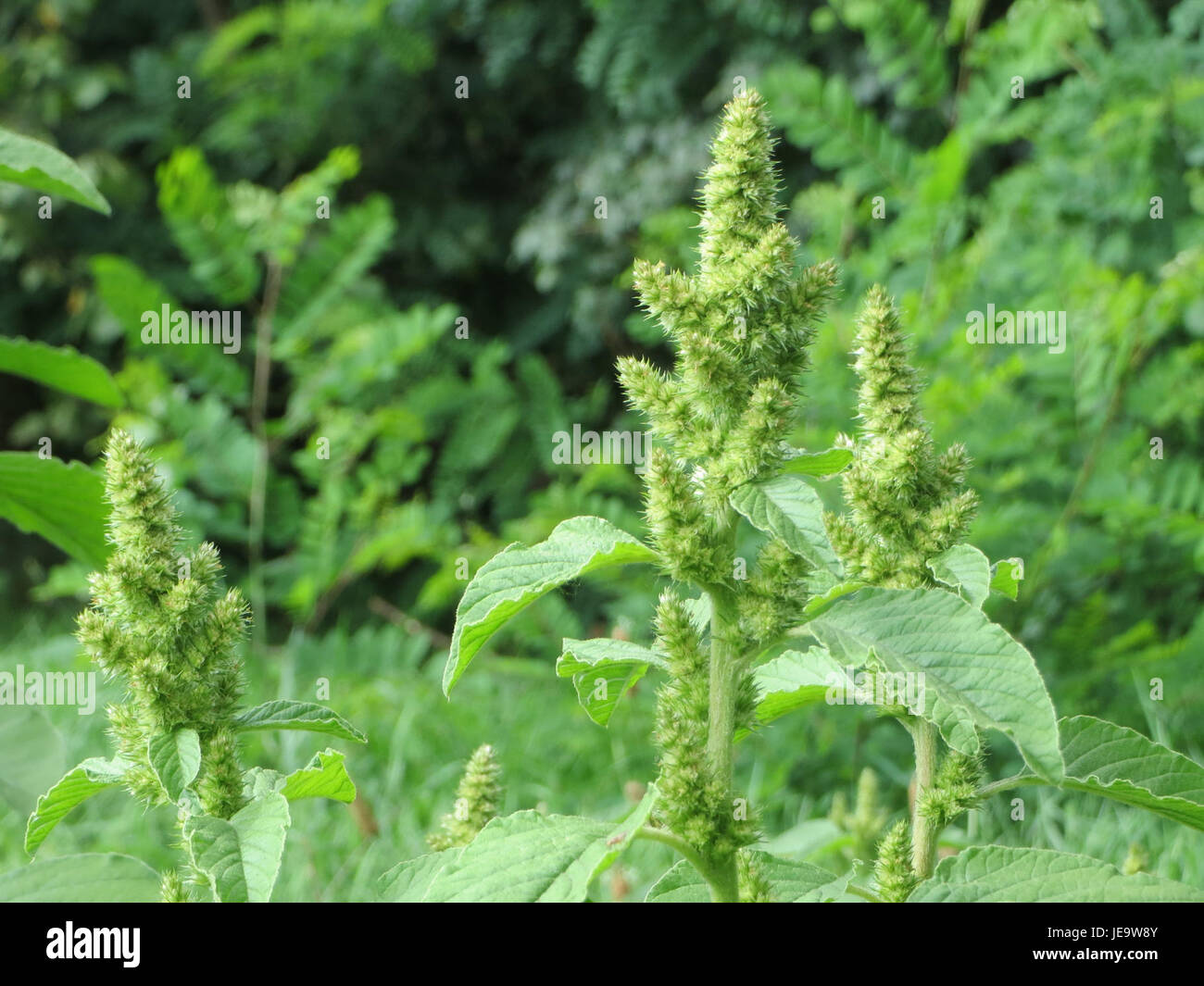 Amaranthus retroflexus, also known as redroot pigweed, is a common weed ...