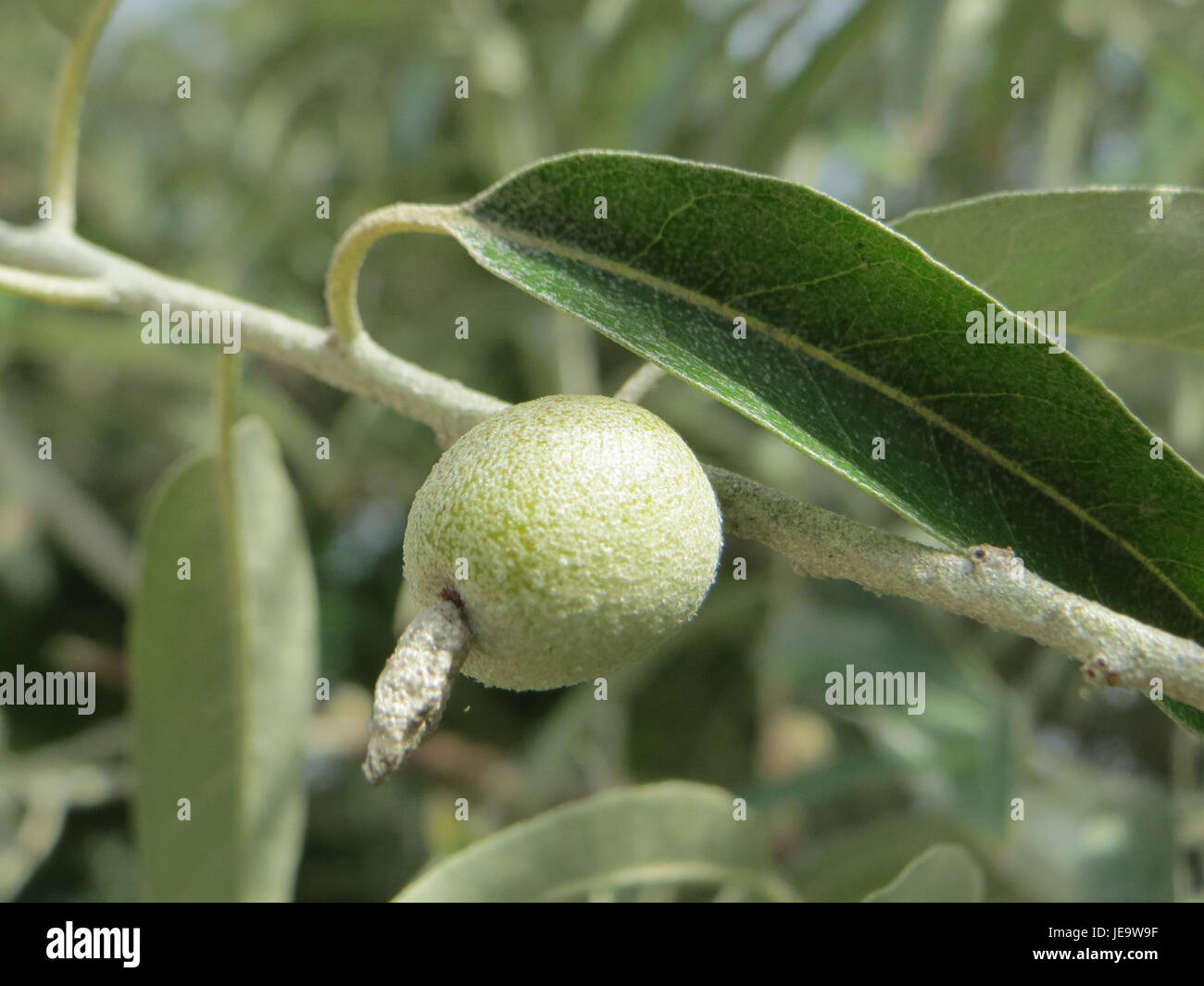 Elaeagnus angustifolia, commonly known as the Russian olive tree, is a ...