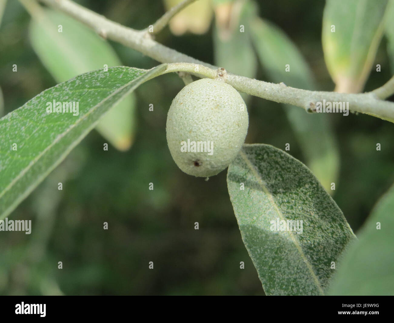 Elaeagnus angustifolia, also known as Russian olive, is a deciduous ...