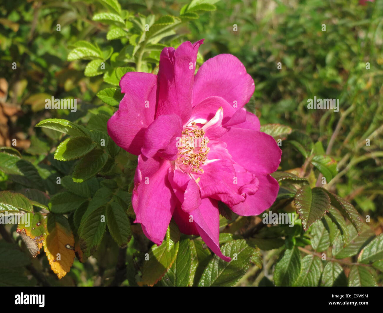 This image shows Rosa rugosa, a species of rose native to Eastern Asia ...
