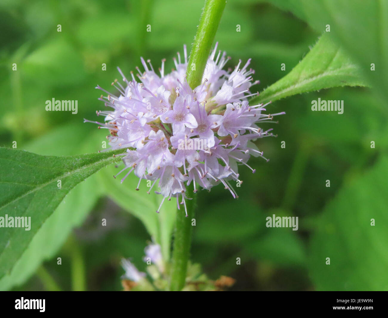 Mentha arvensis, commonly known as wild mint, is a species of mint ...