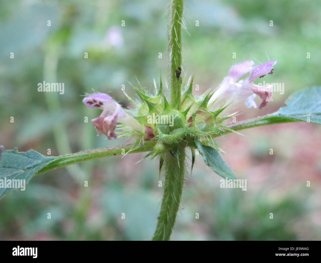 Ballota nigra, commonly known as black horehound, is a plant species ...