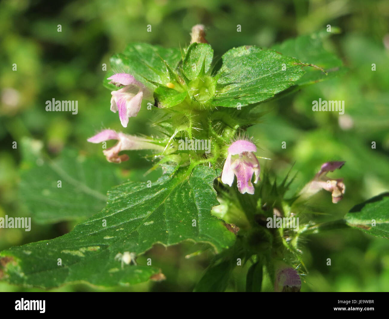 Ballota nigra, commonly known as black horehound, is a herbaceous plant ...