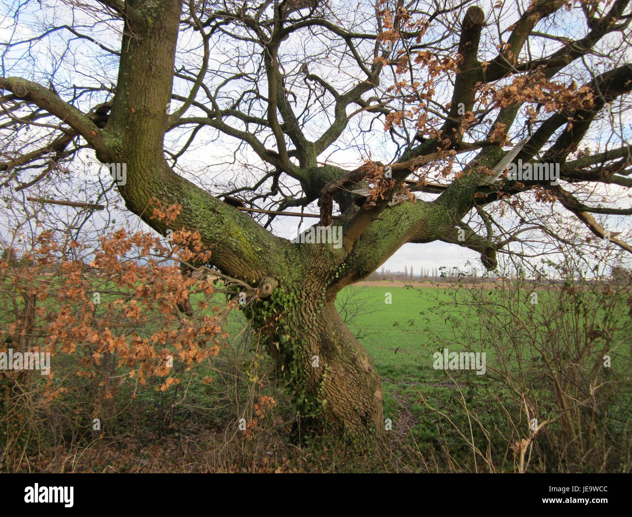 A reference to an event or observation involving an oak tree (*Eiche ...