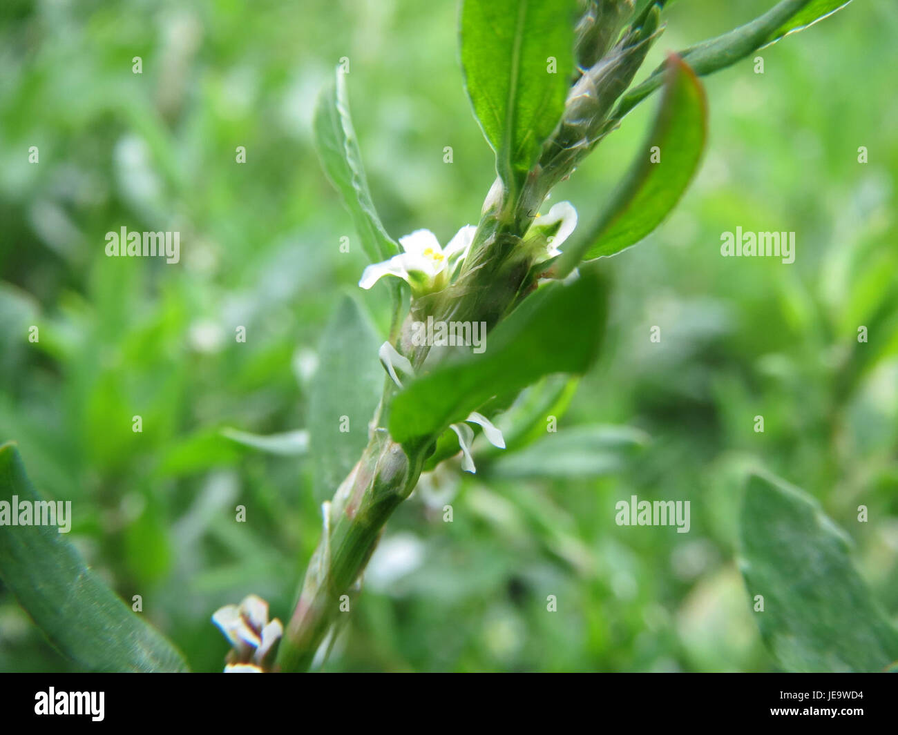 Polygonum aviculare, commonly known as knotweed or prostrate knotweed ...