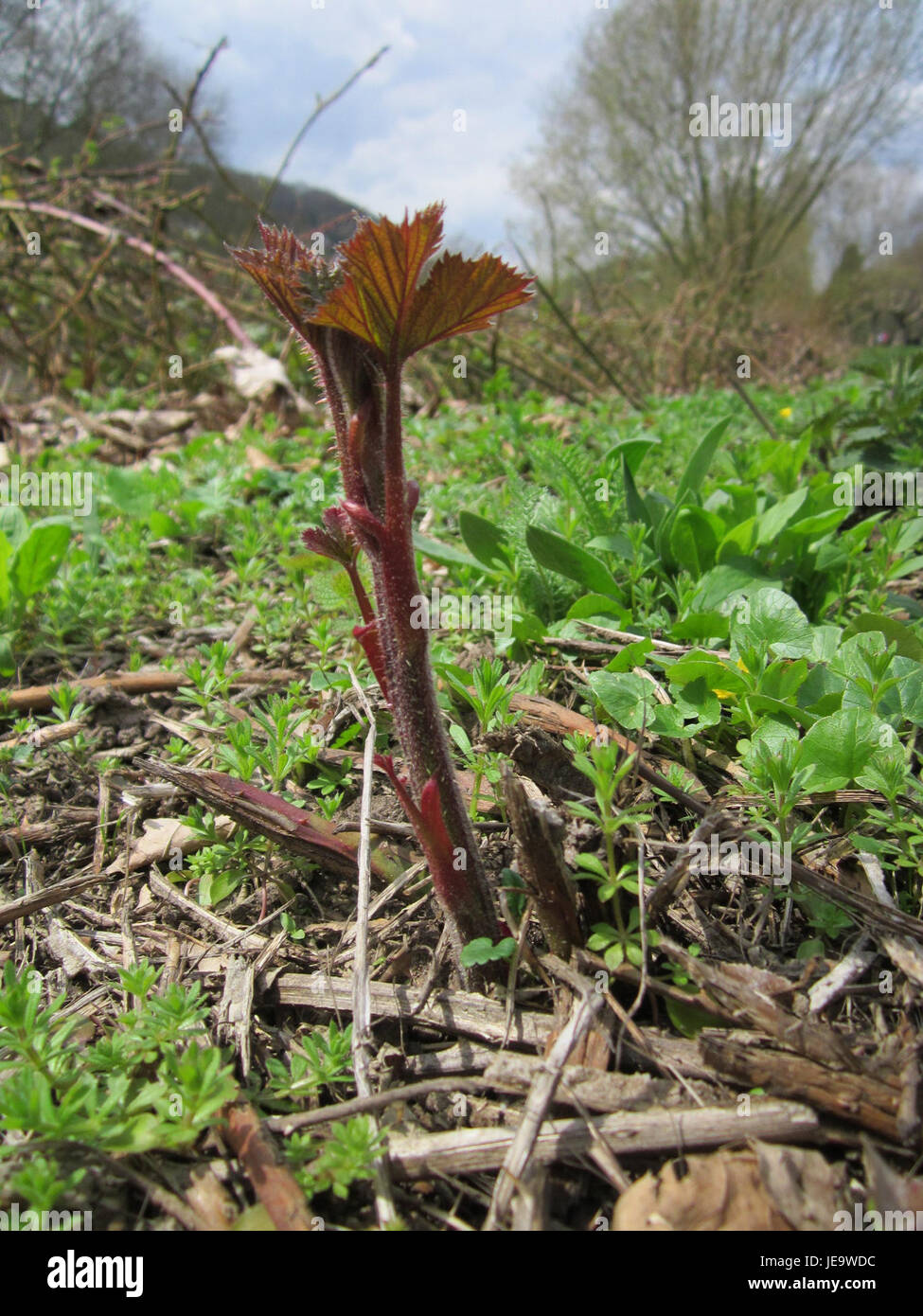 This image shows Saarbrücken, the capital of the Saarland region in ...