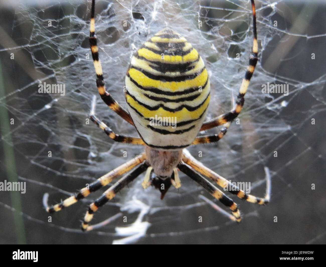 A close-up photograph of Argiope bruennichi, commonly known as the wasp ...