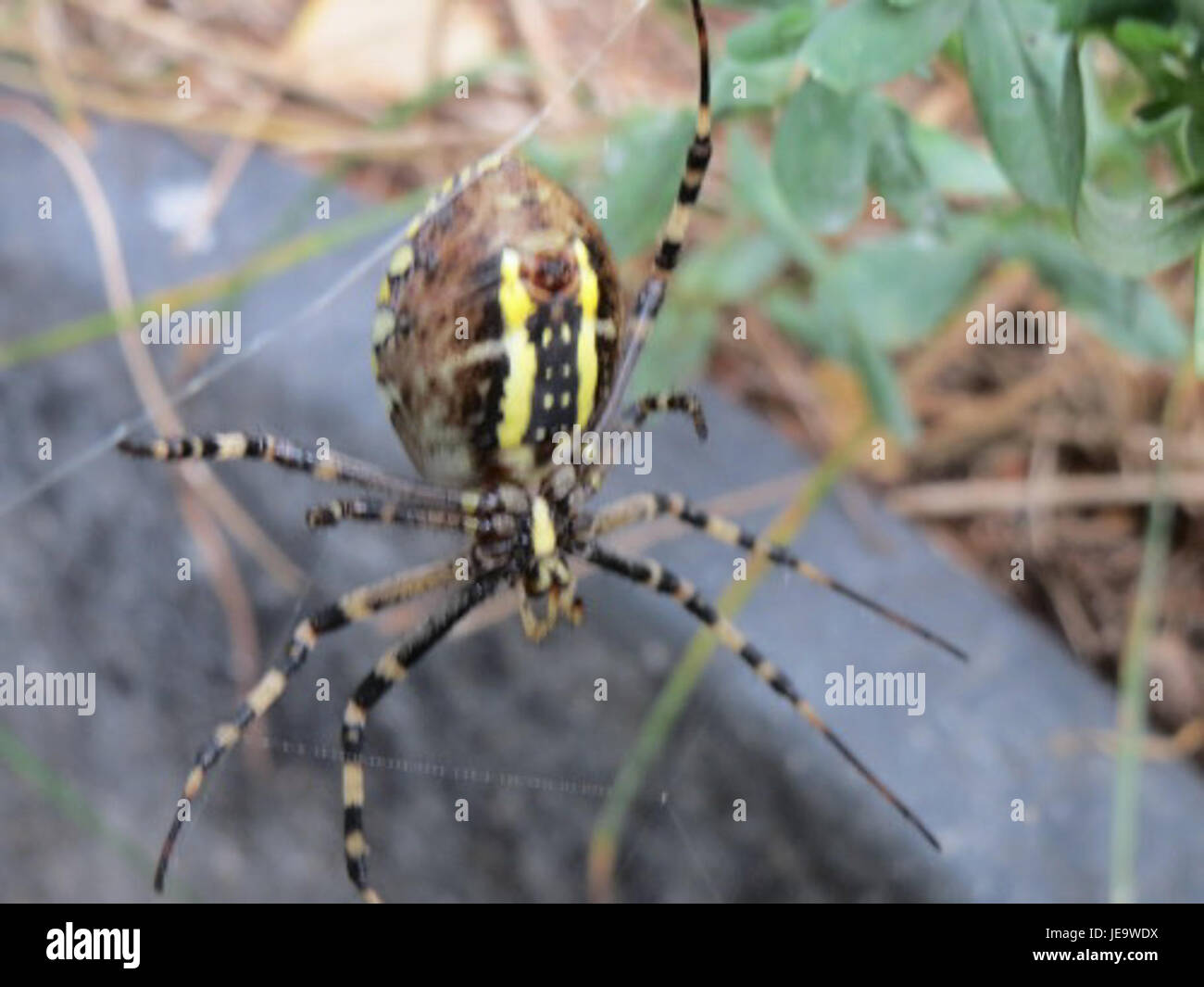 Spider identification asia hi-res stock photography and images - Alamy