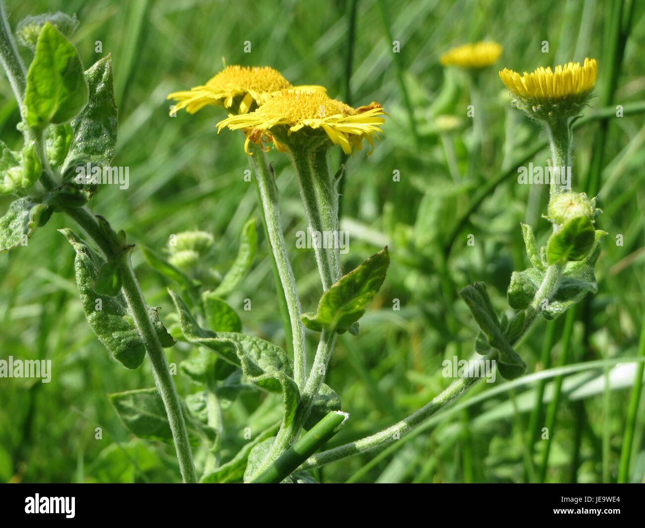 Swamp fleabane hi-res stock photography and images - Alamy
