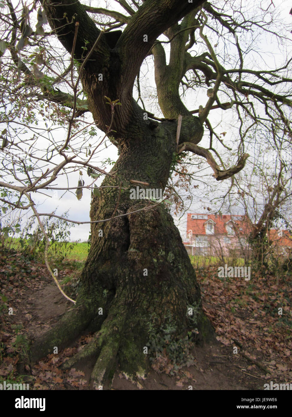 The oak tree in Hockenheim, Germany, stands as a symbol of local ...