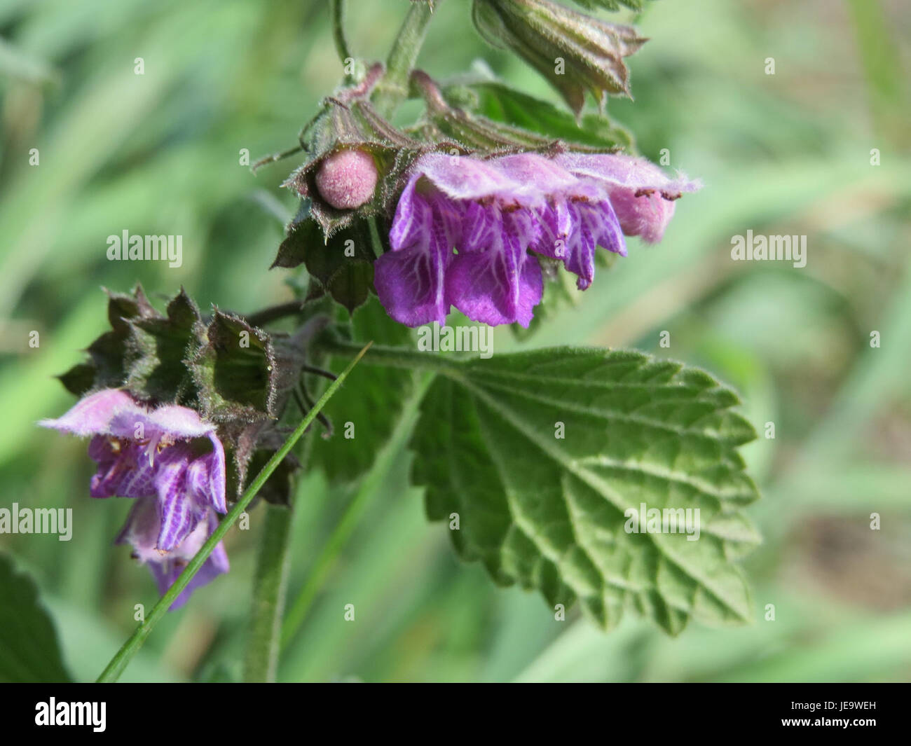 Image depicts medicinal plants hi-res stock photography and images - Alamy