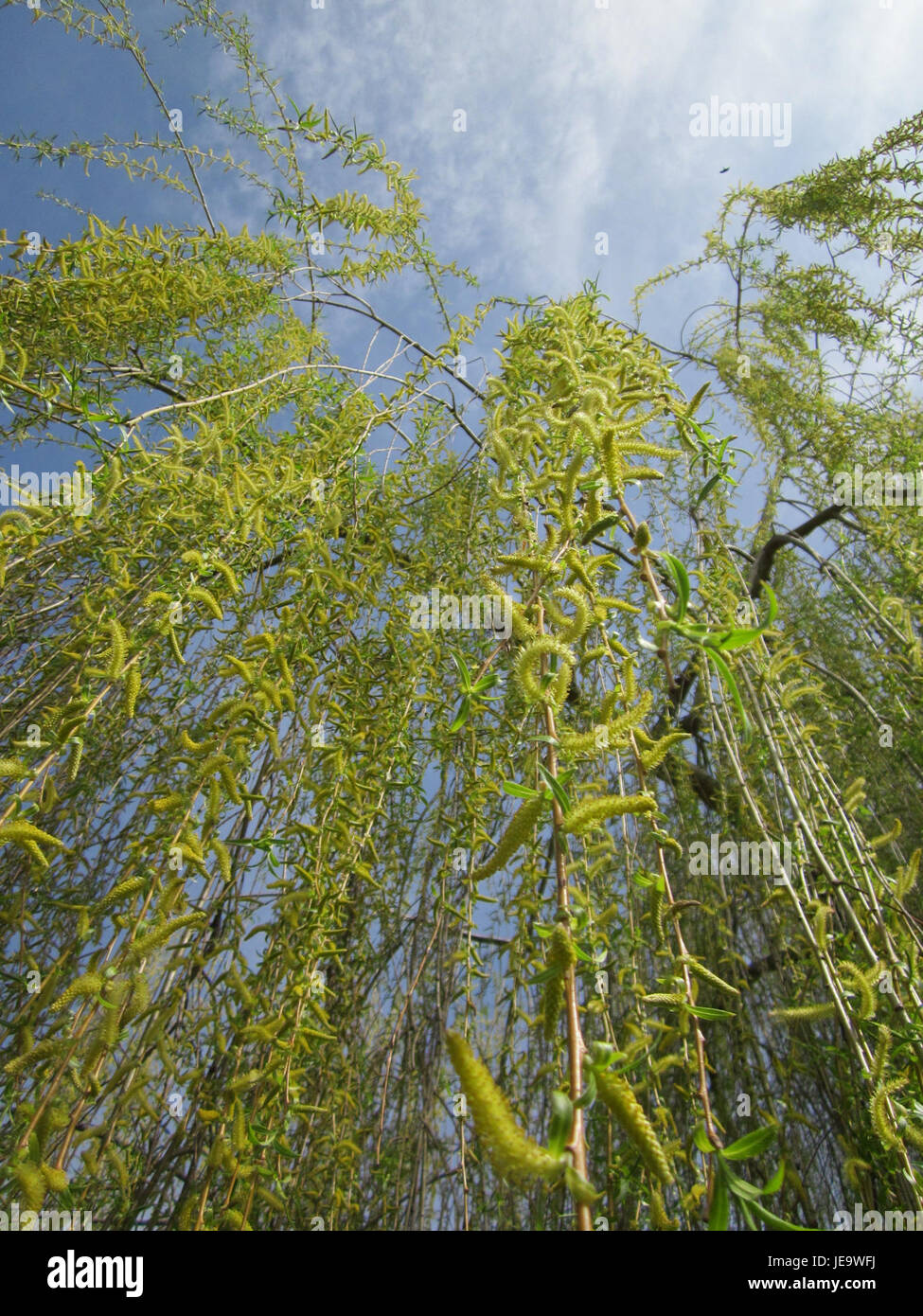 This image shows a Trauerweide, or weeping willow, in Saarbrücken ...