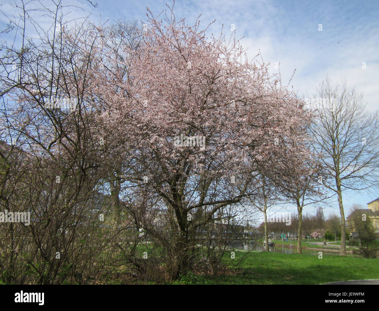 Prunus cerasifera in bloom hi-res stock photography and images - Alamy