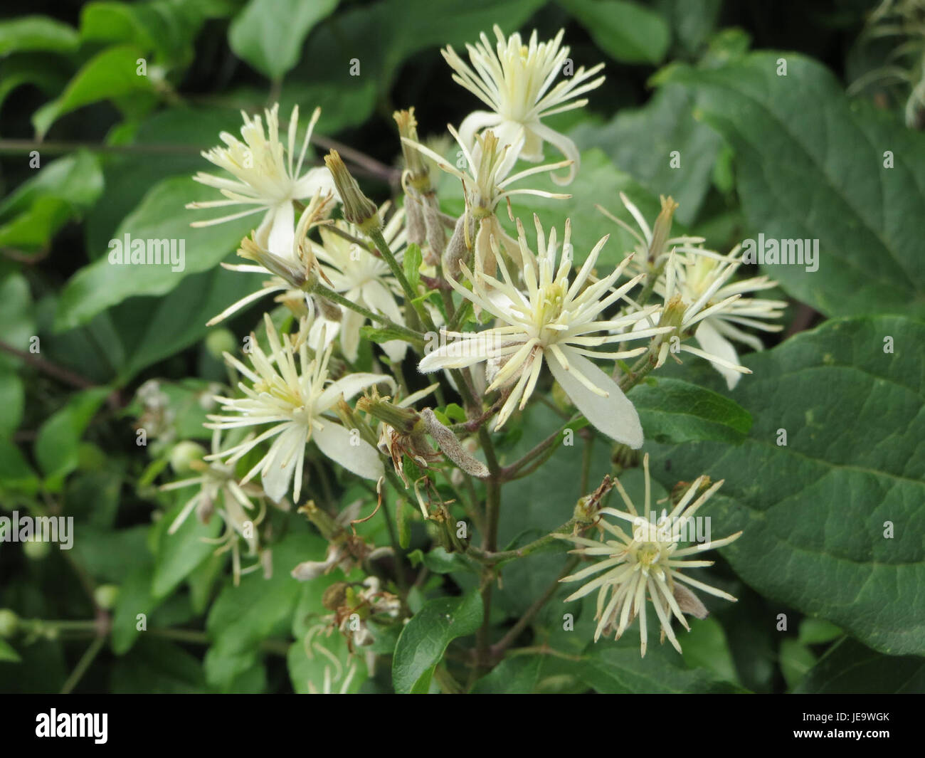 A photograph of Clematis vitalba, also known as old man’s beard ...