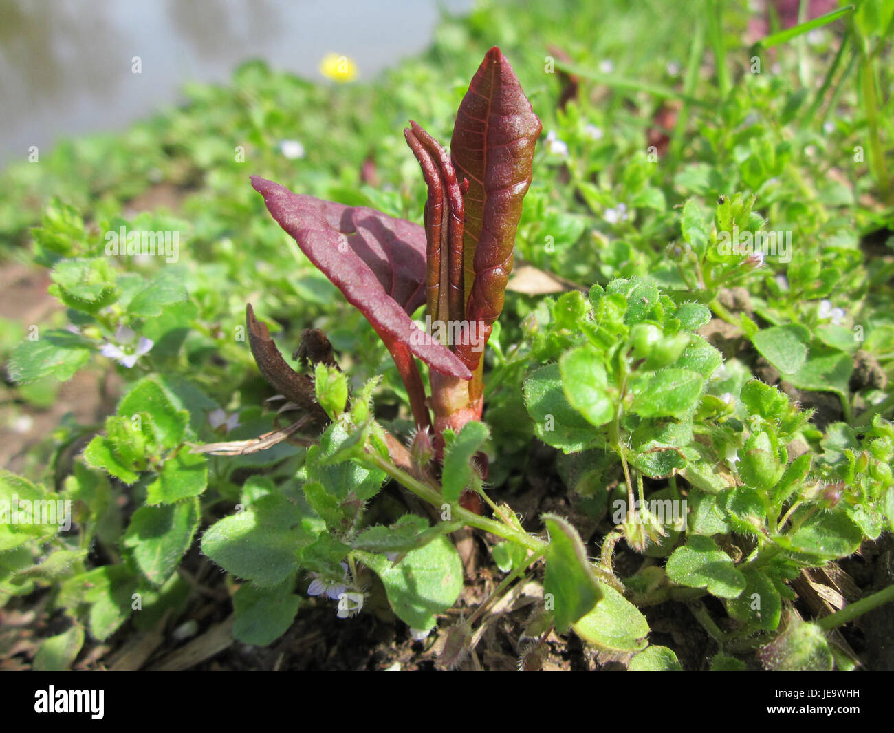 Japanese knotweed damage hi-res stock photography and images - Alamy