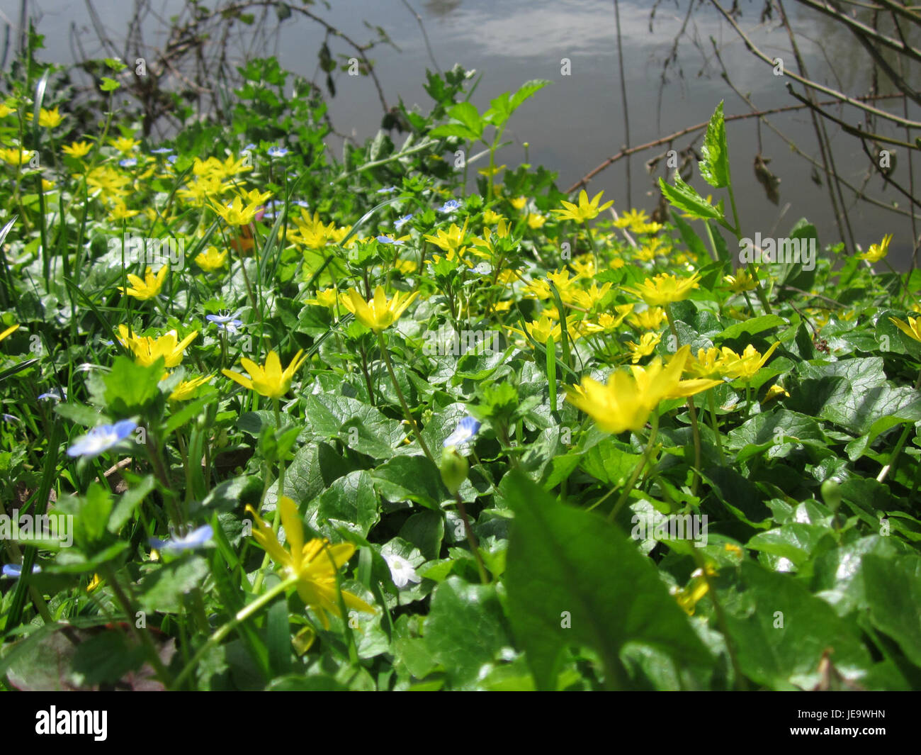 Ficaria verna commonly known hi-res stock photography and images - Alamy