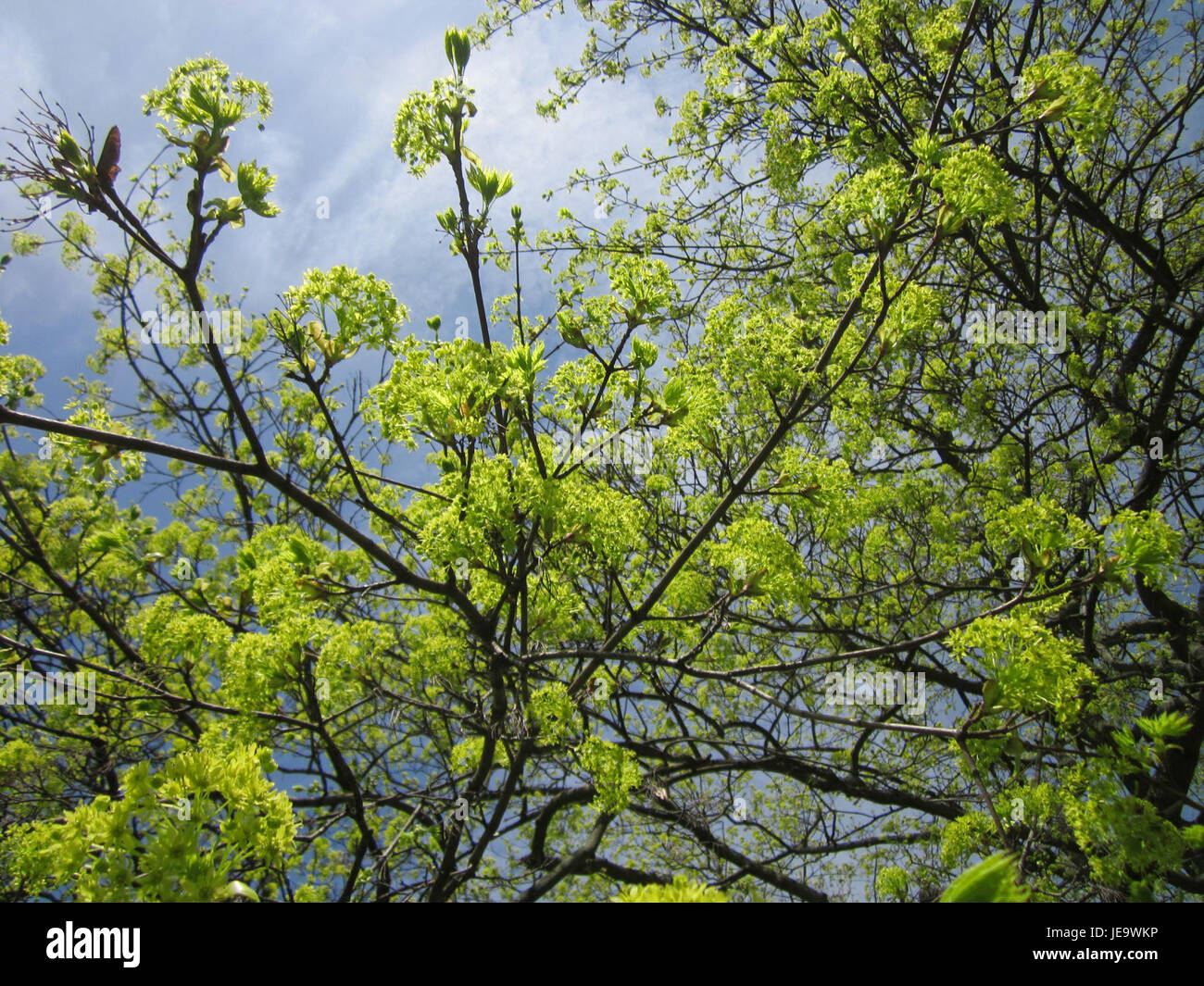 A photograph of Acer pseudoplatanus, commonly known as the sycamore ...