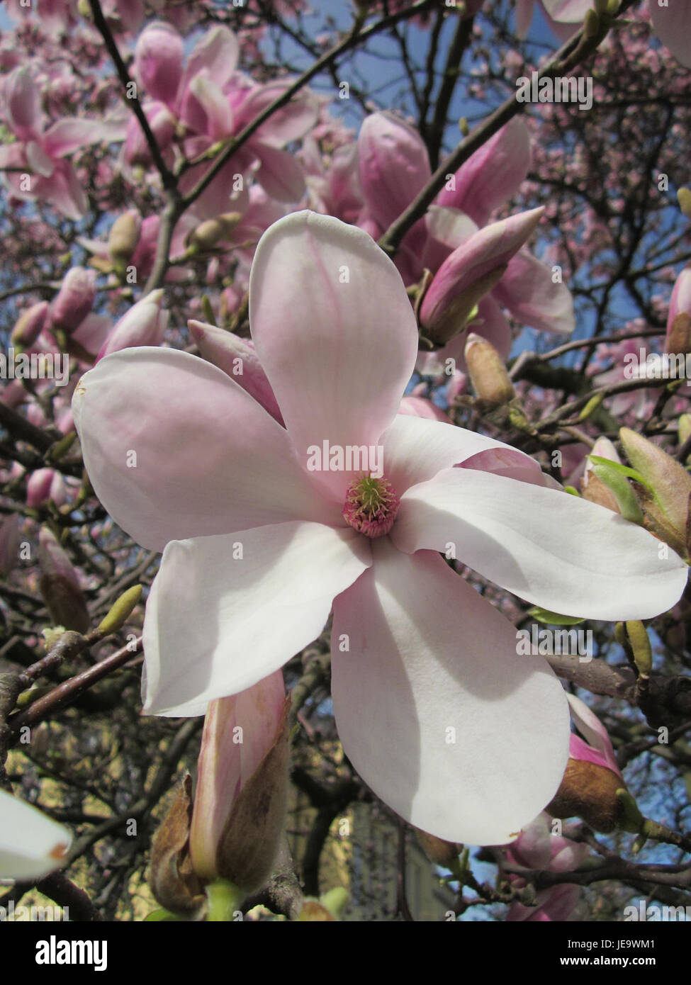 This photograph shows a magnolia tree in full bloom, captured on April ...
