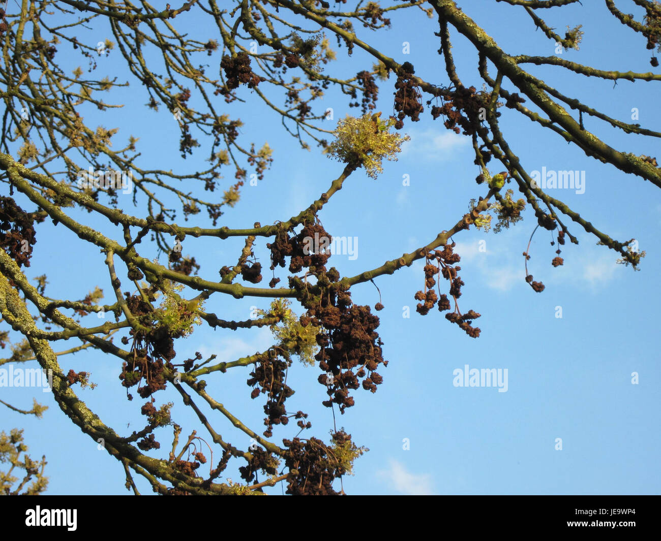 Esche, or ash tree, is found in the Merzig region. It is known for its ...