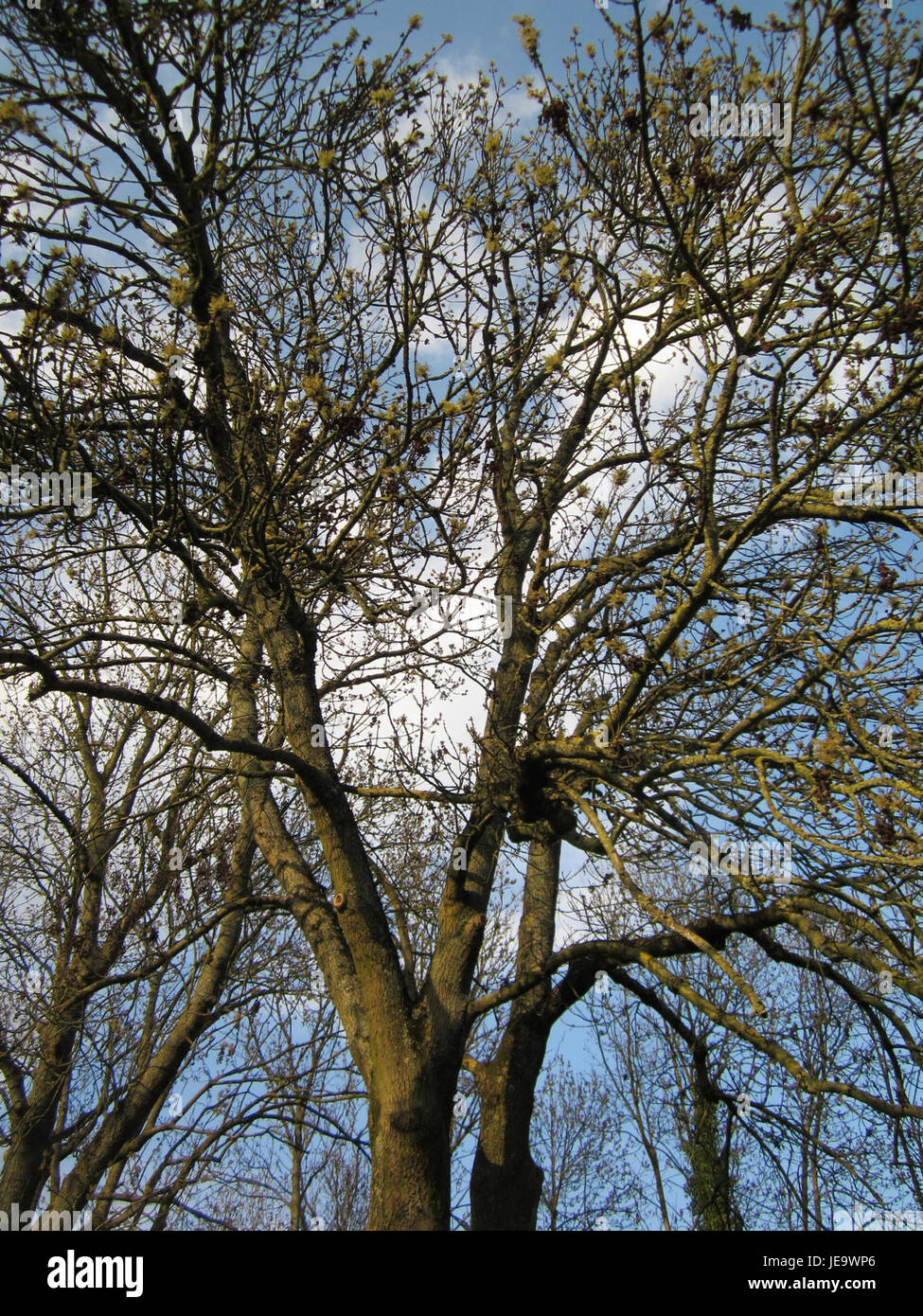 Ash tree characteristics hi-res stock photography and images - Alamy