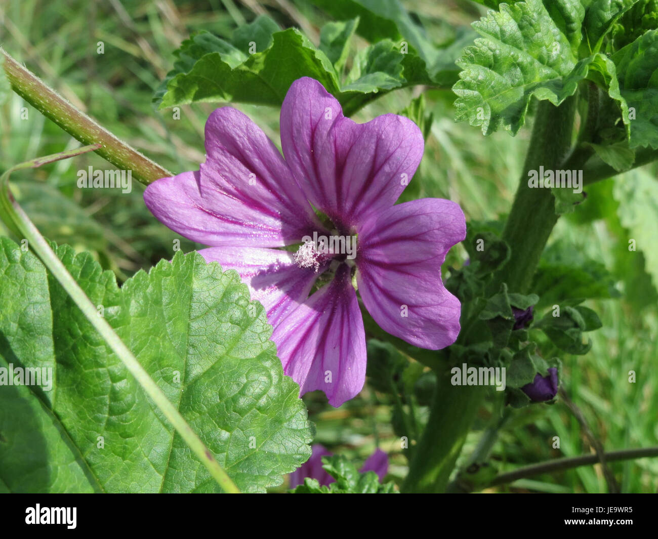 A photograph of Malva sylvestris, commonly known as common mallow ...