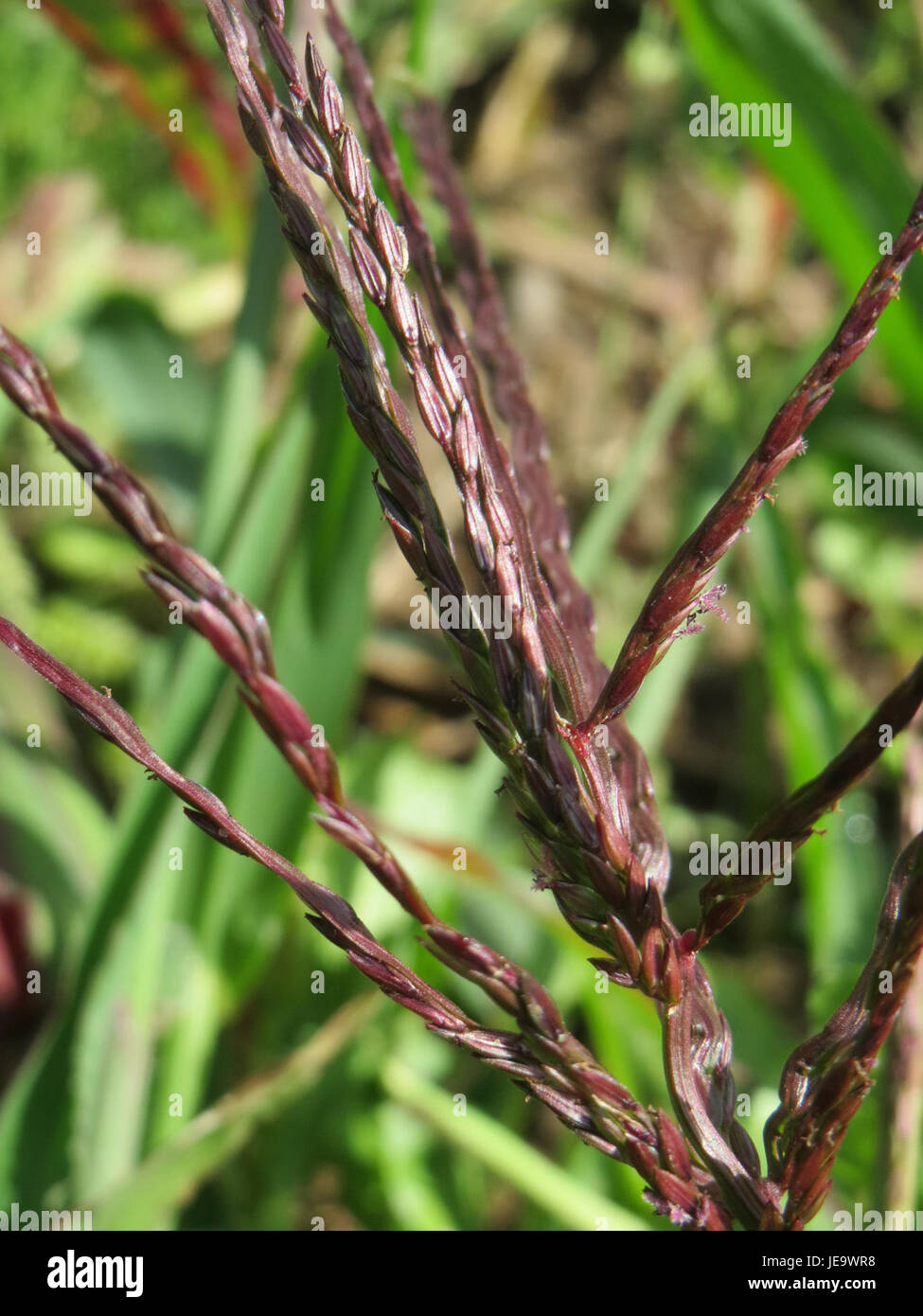 Digitaria sanguinalis, commonly known as crabgrass, is a common weed ...