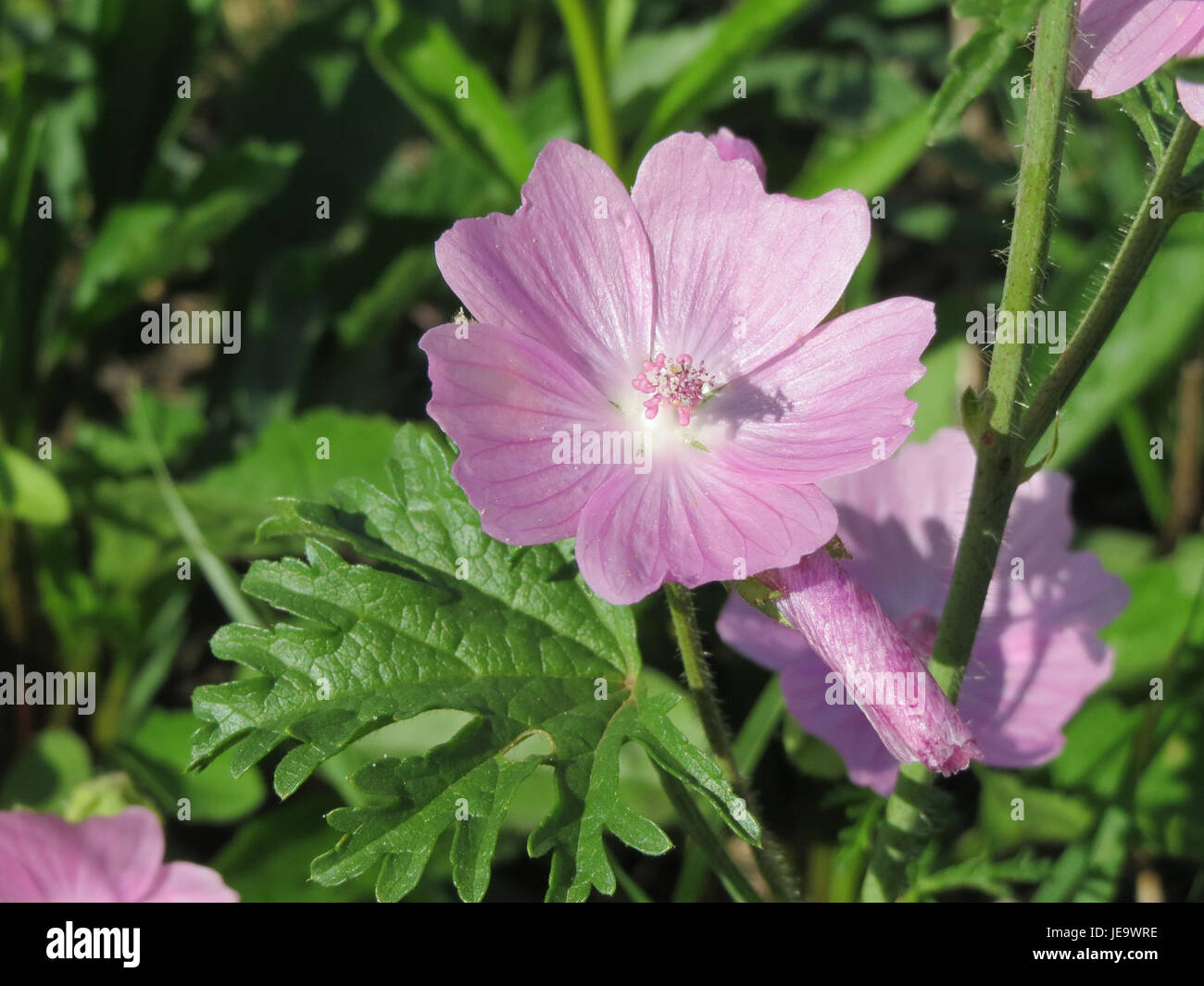Malva moschata, commonly known as musk mallow, is a flowering plant ...