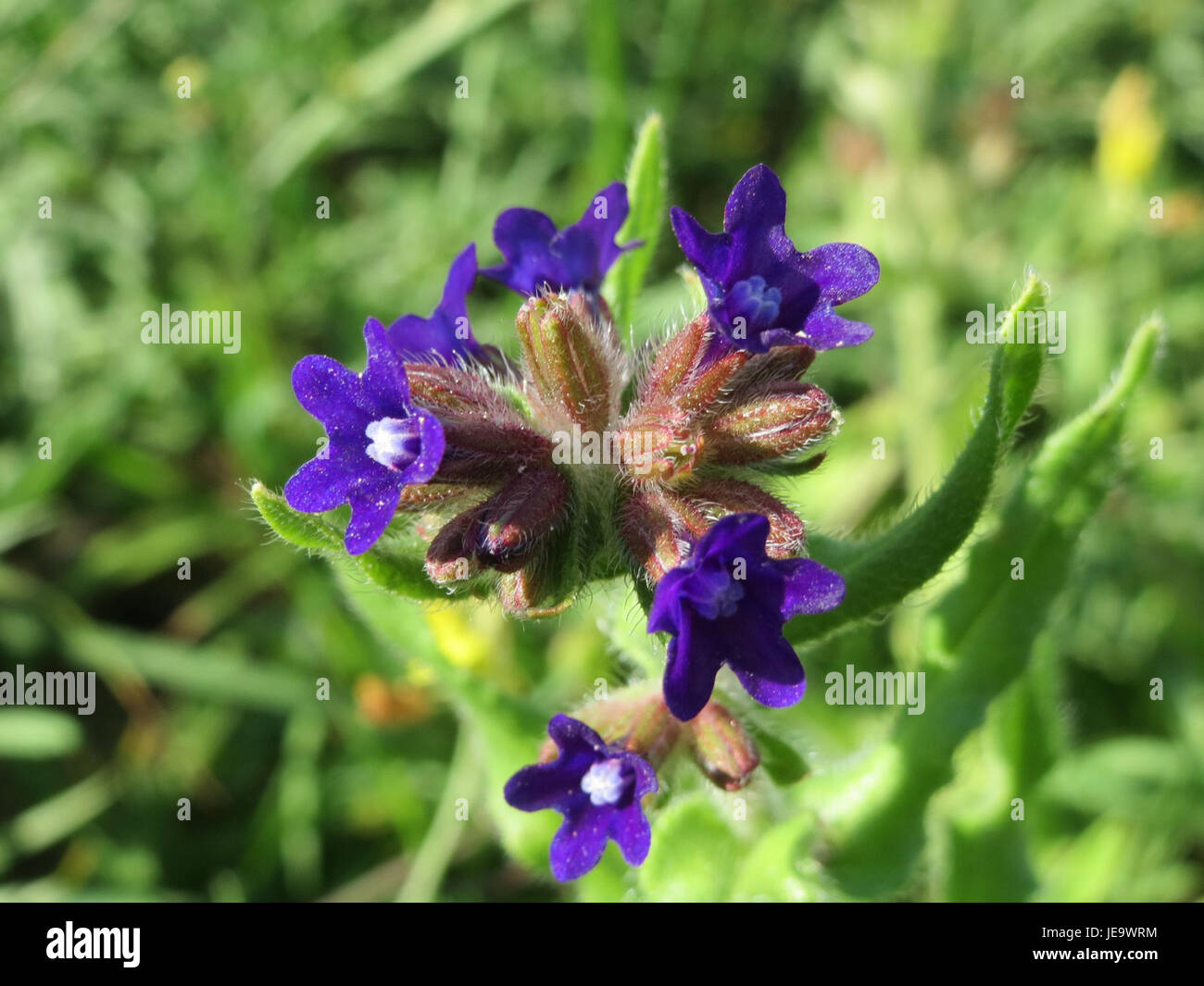 Anchusa officinalis, also known as common alkanet, is a flowering plant ...