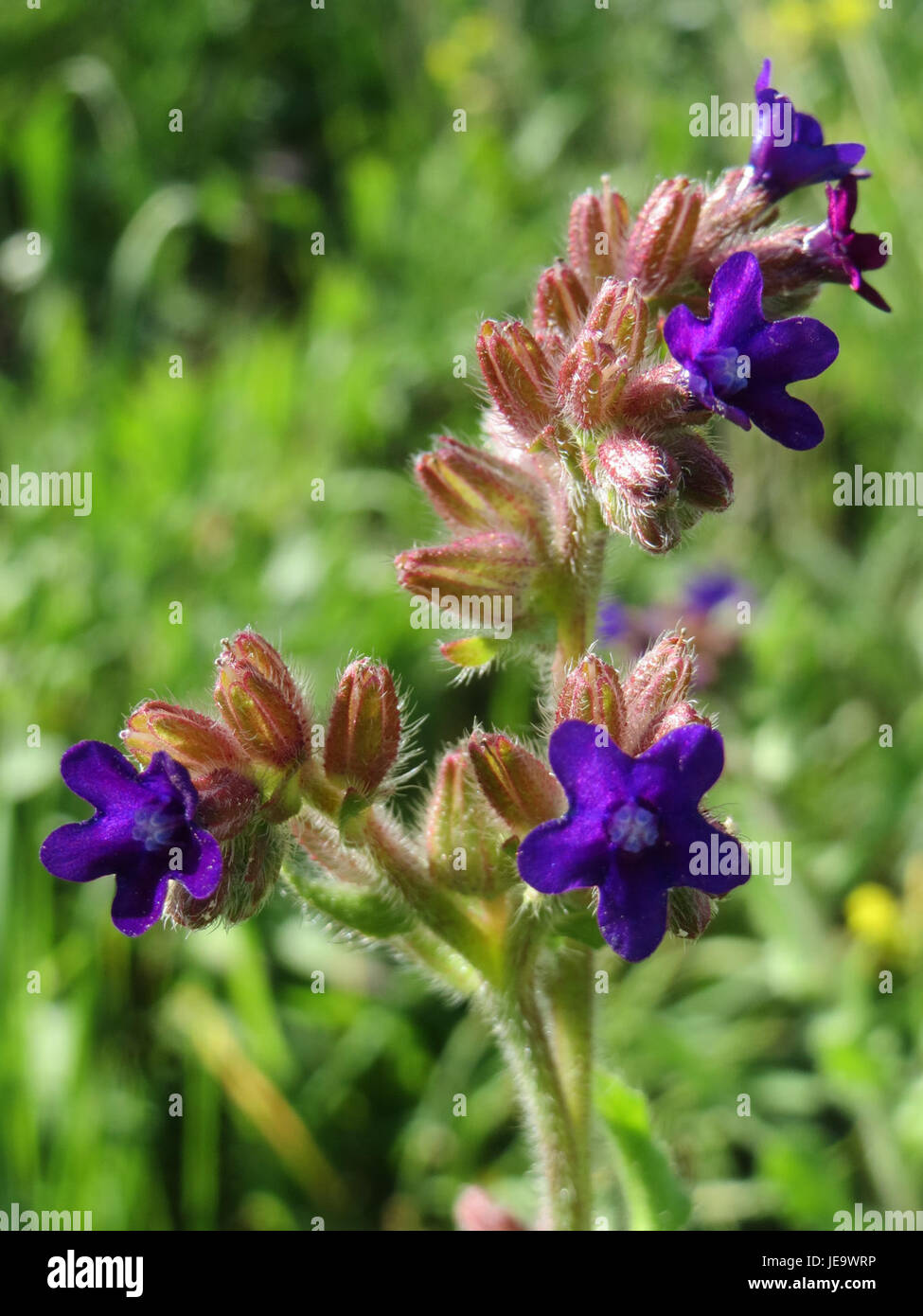 Anchusa officinalis, also known as alkanet, is a flowering plant with ...