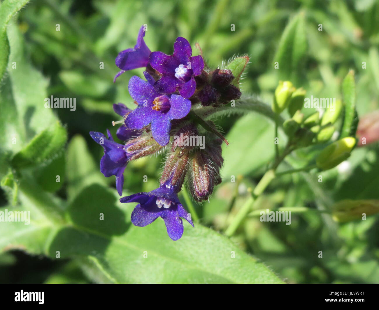 A photograph of Anchusa officinalis, also known as common bugloss ...